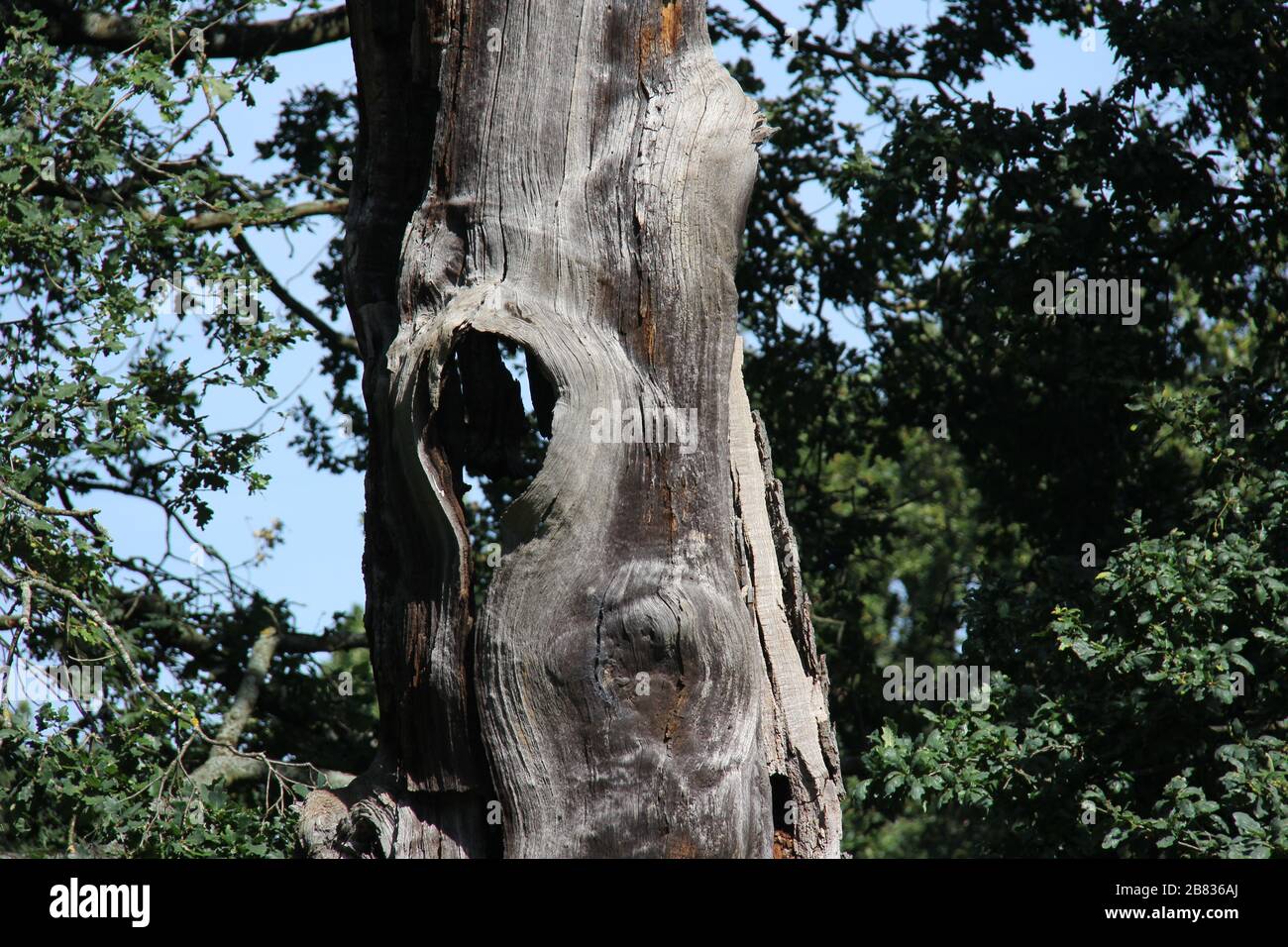 Old tree trunks hi-res stock photography and images - Alamy