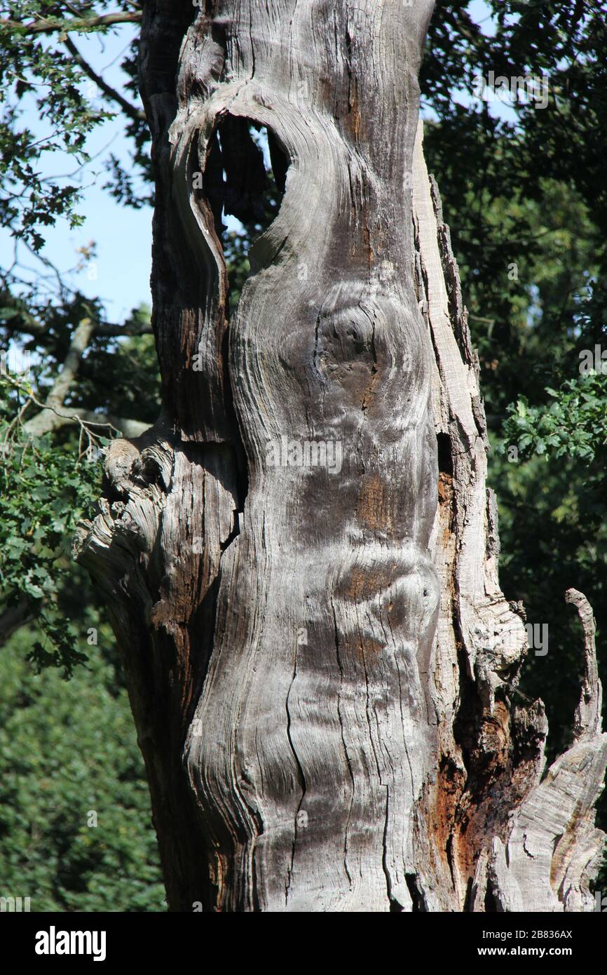 Old tree trunks hi-res stock photography and images - Alamy