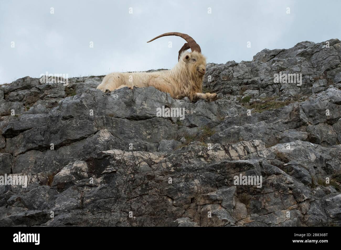 Kashmiri goat hi-res stock photography and images - Alamy