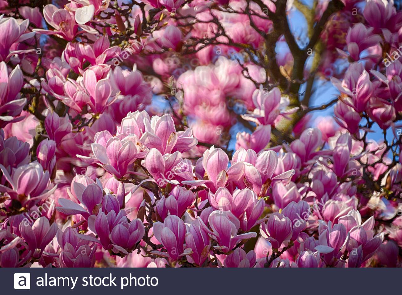 Magnolia Tree Full Bloom High Resolution Stock Photography and Images ...