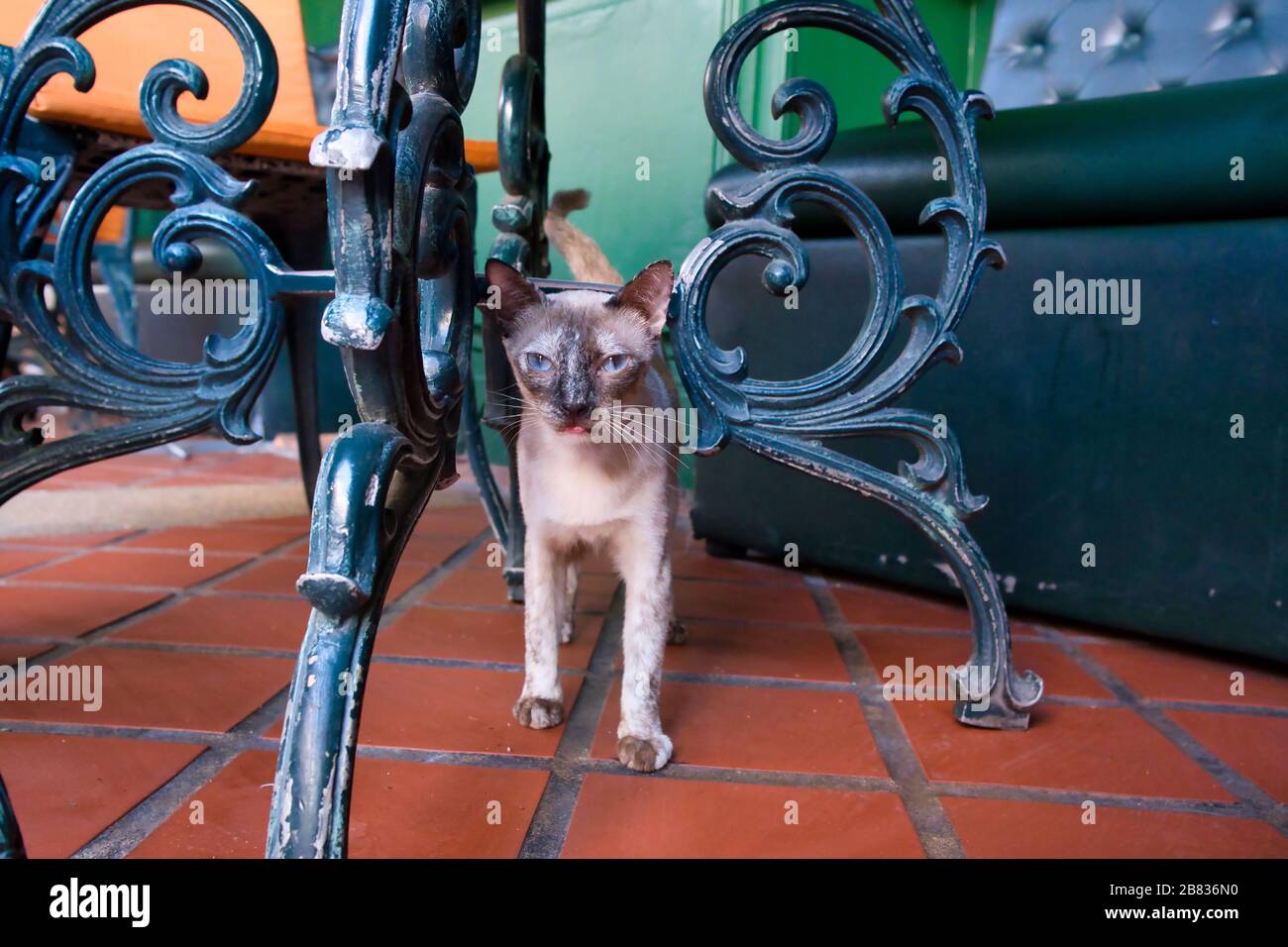 Cat under the table hi-res stock photography and images - Alamy
