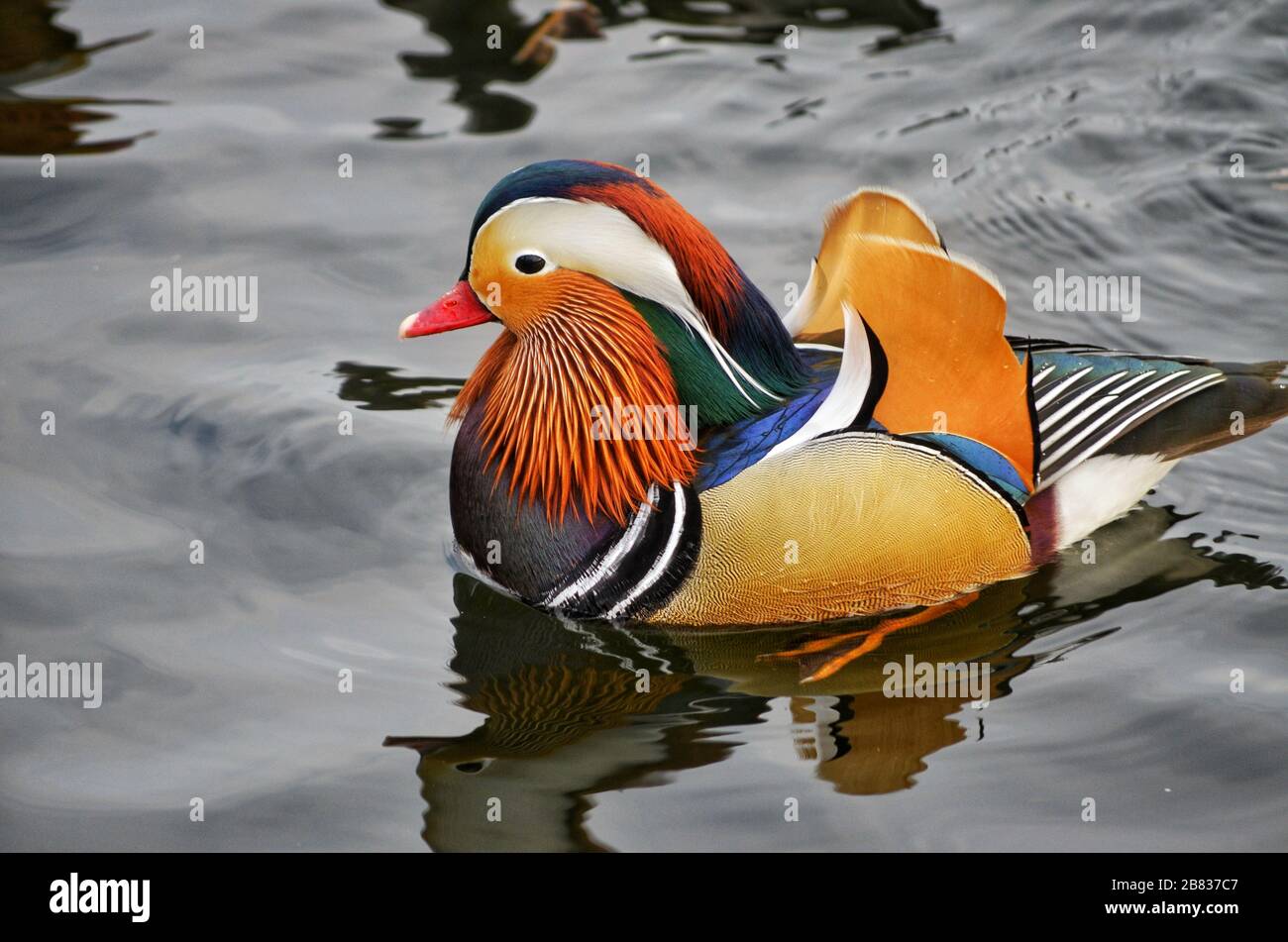 Colorful duck hi-res stock photography and images - Alamy