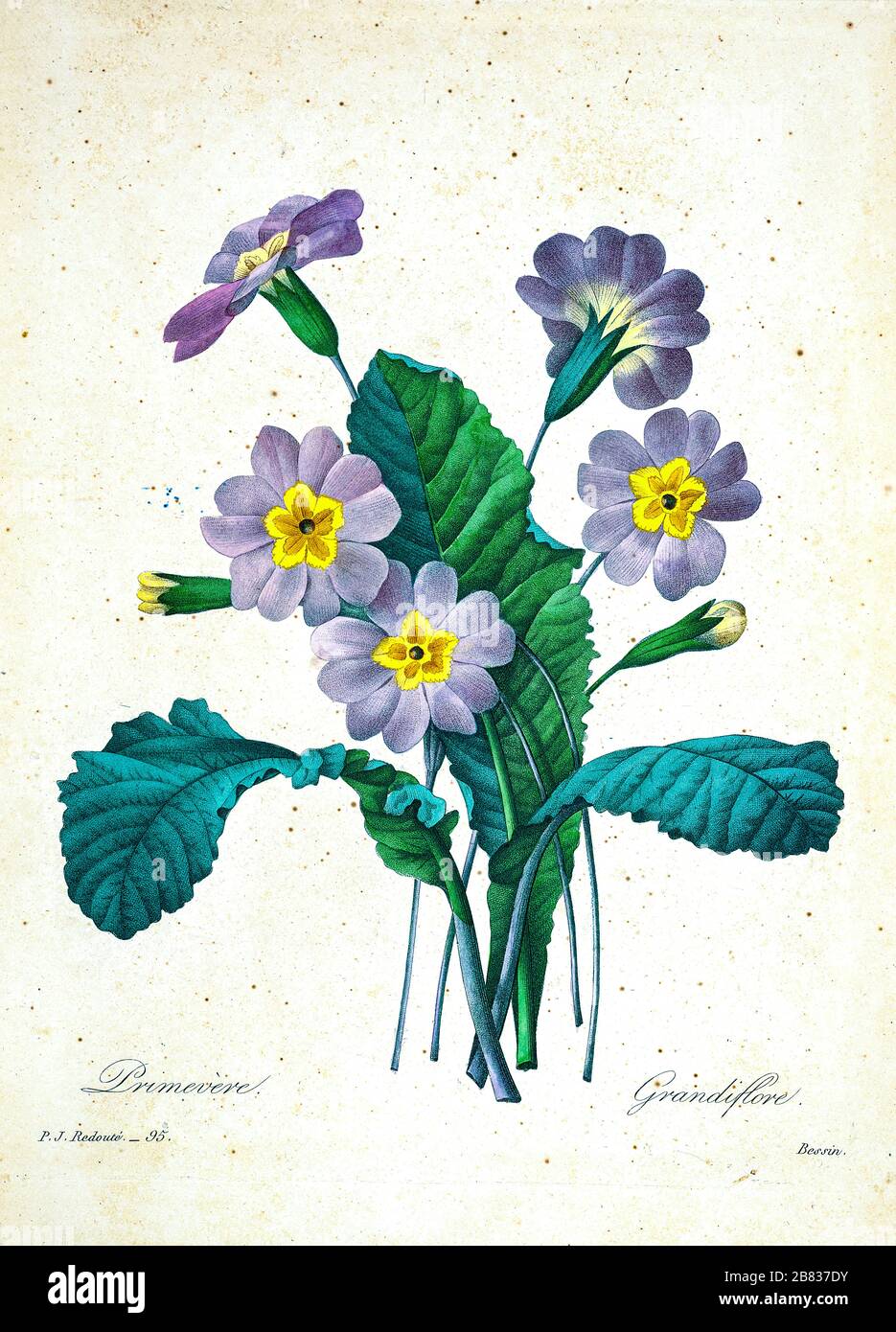 Botanical illustration of primrose hi-res stock photography and images ...