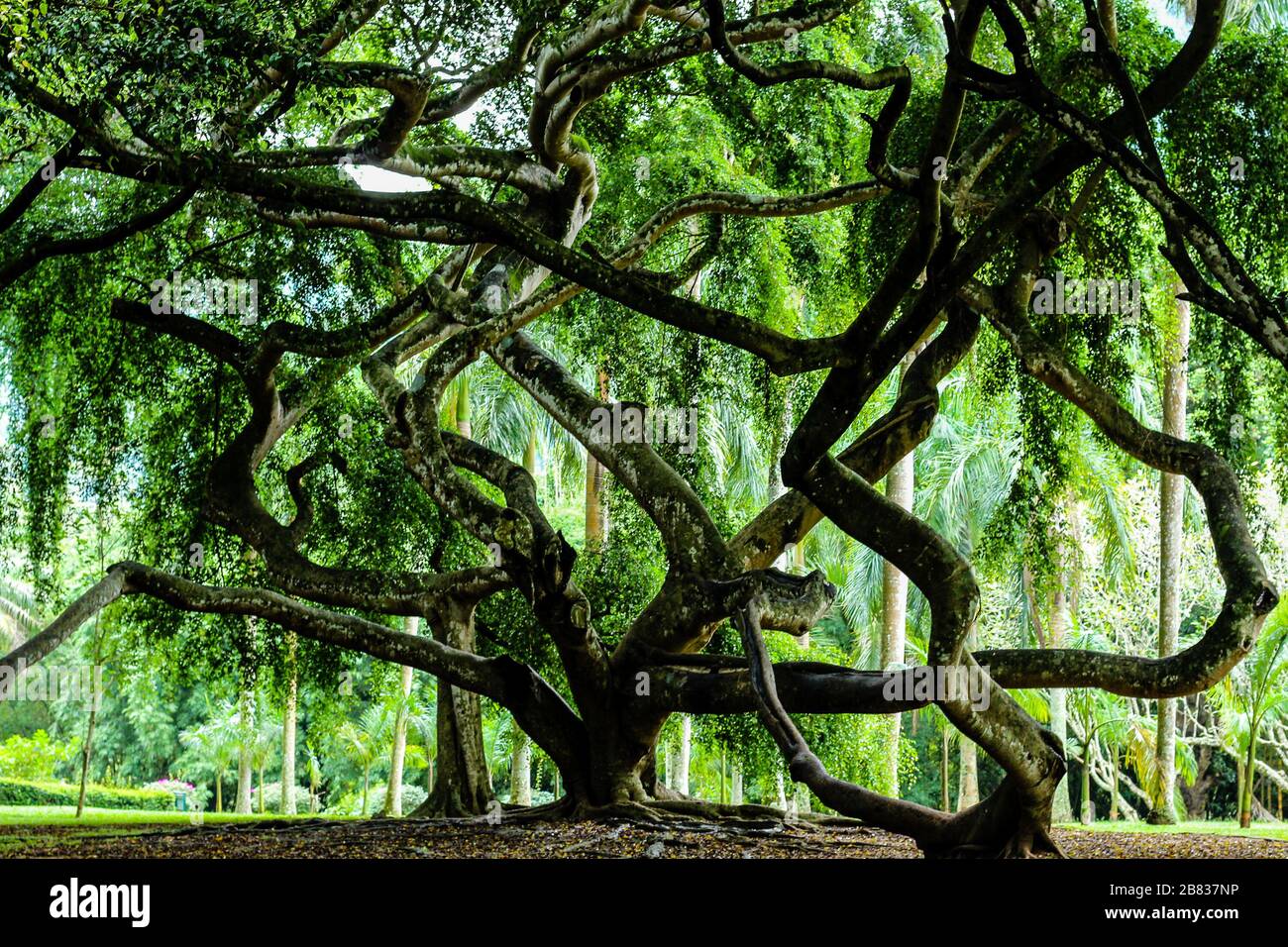a fantastic tree with branches like snakes Stock Photo - Alamy