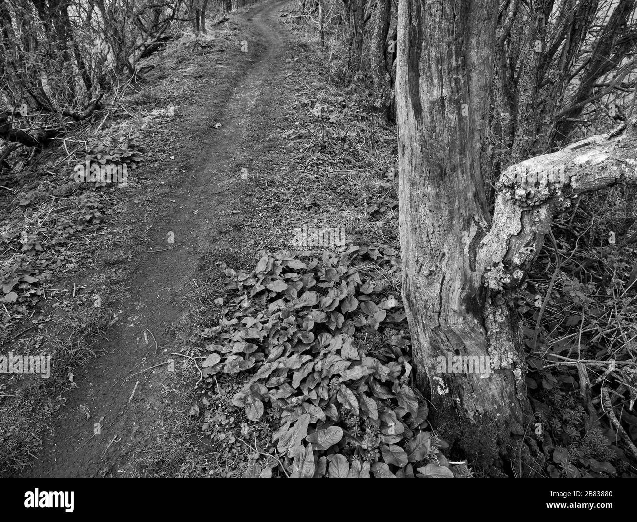 Black and White Ancient Earthworks, Landscape, Grims Ditch, Nettlebed ...