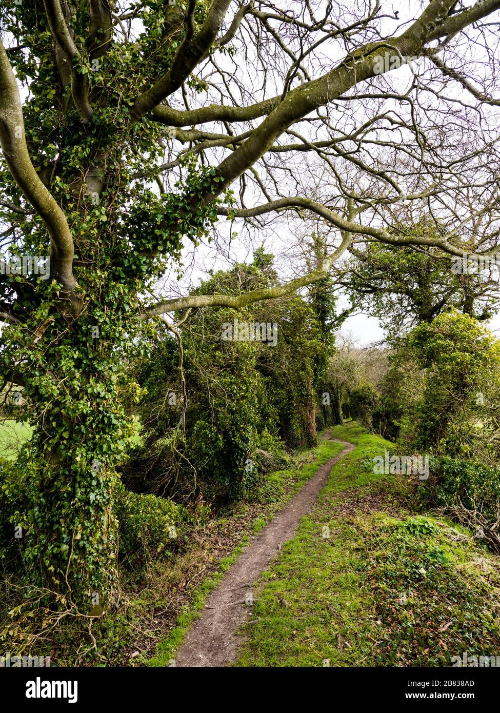 Mystic and Ancient Grim,s Ditch, 7000 year old path and earthworks ...