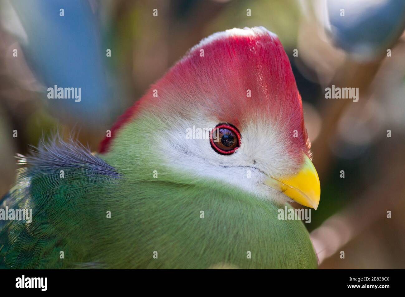 Red crested turaco hi-res stock photography and images - Alamy