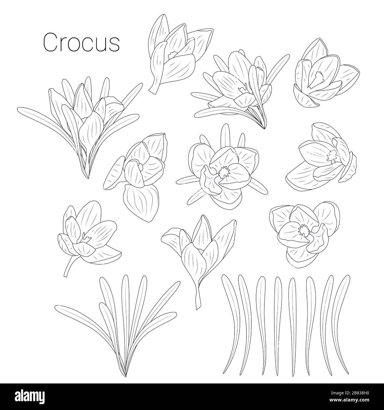 Set of Hand drawn monochrome crocus flowers clipart. Floral design ...