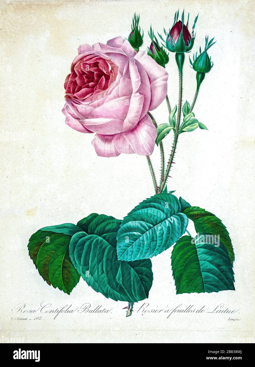 19th century painting engraving illustration hi-res stock photography ...