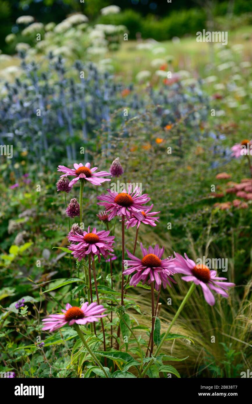 echinacea purpurea,purple coneflower,coneflowers,flower,flowers,plant ...