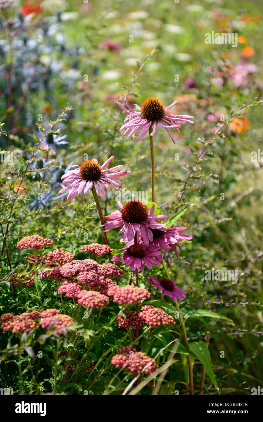 Flower borders bed hi-res stock photography and images - Alamy