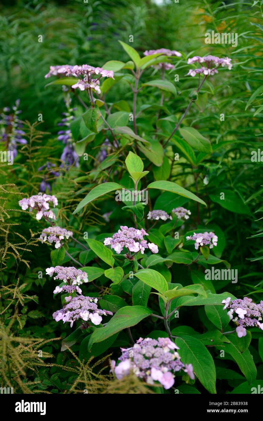 hydrangea aspera,pink,pink,purple,hydrangeas,flowers,flower,flowering ...