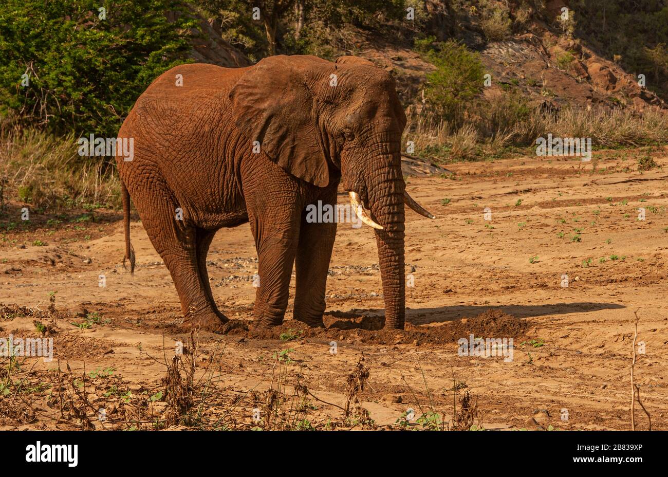 Elephant dig hi-res stock photography and images - Alamy