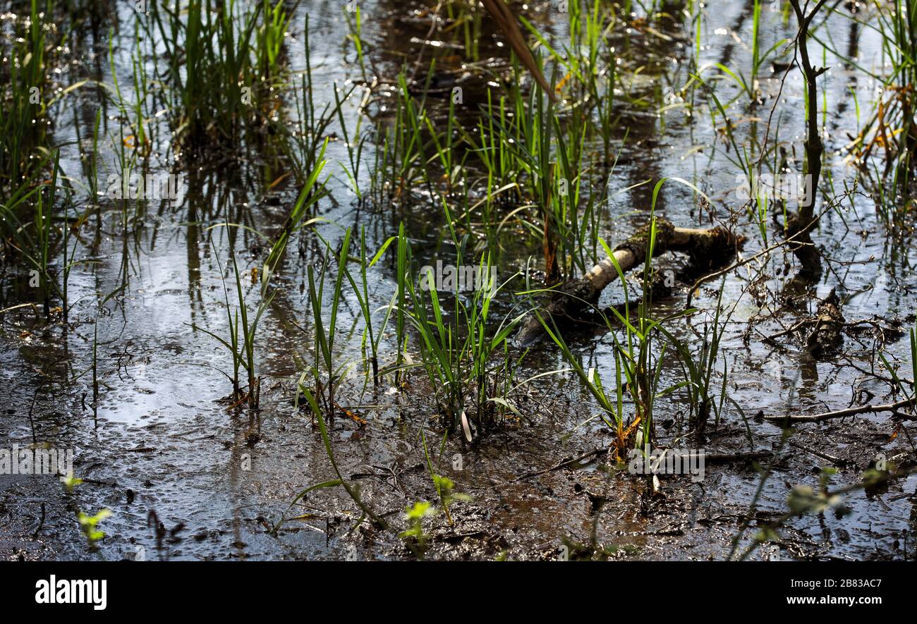 Wet biotope hi-res stock photography and images - Alamy