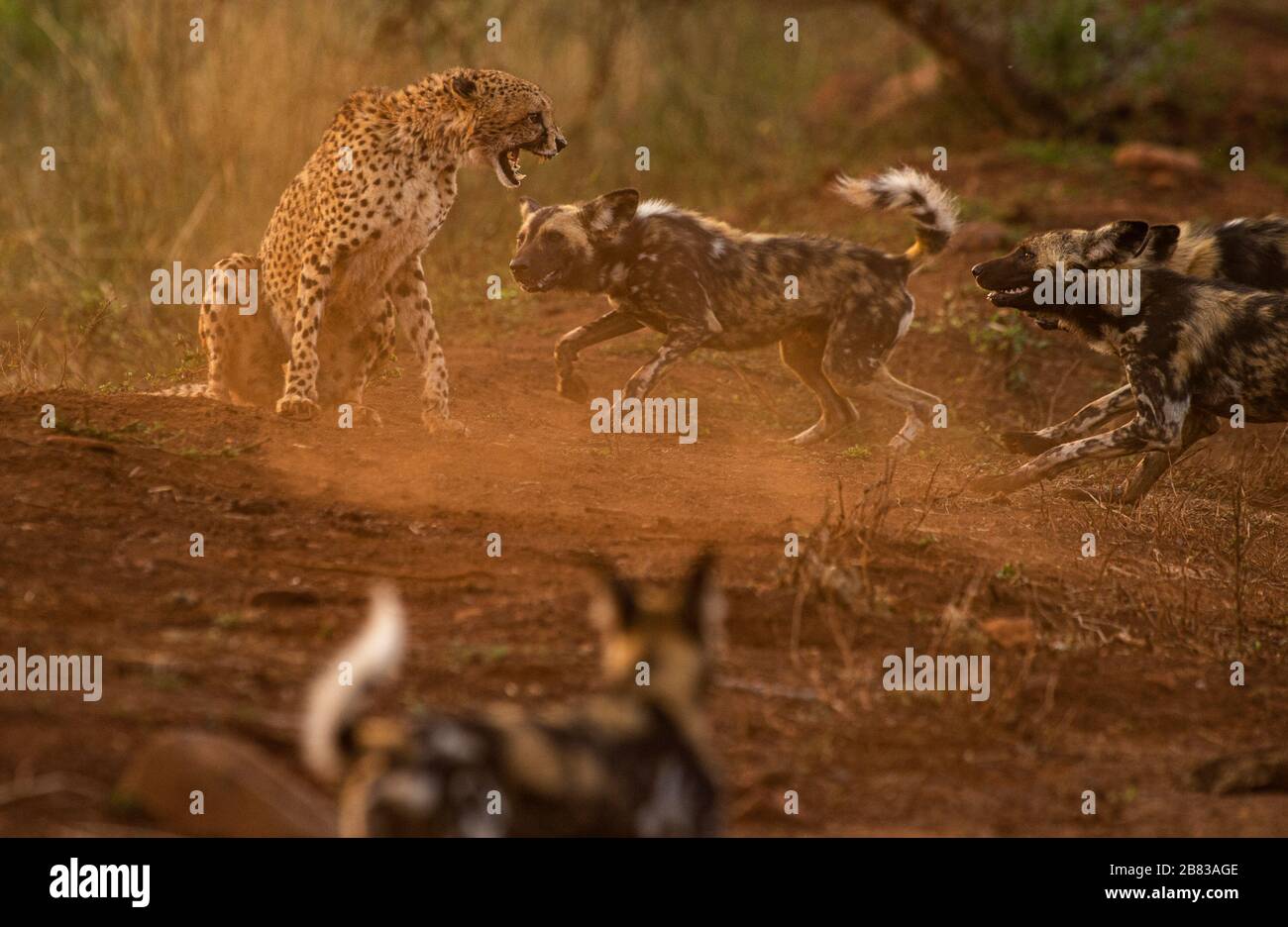 Wild dogs attacking cheetah Stock Photo - Alamy
