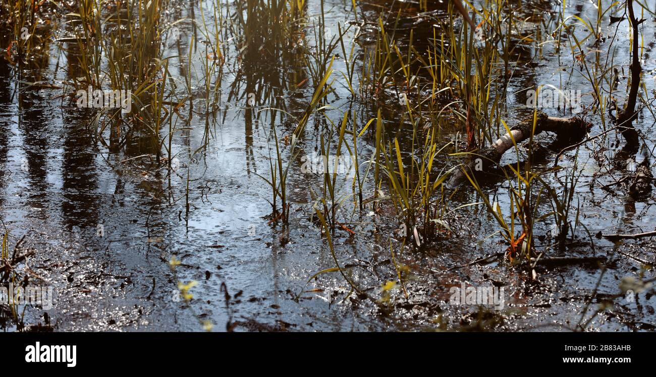Wetland ecosystem in a forest Stock Photo - Alamy