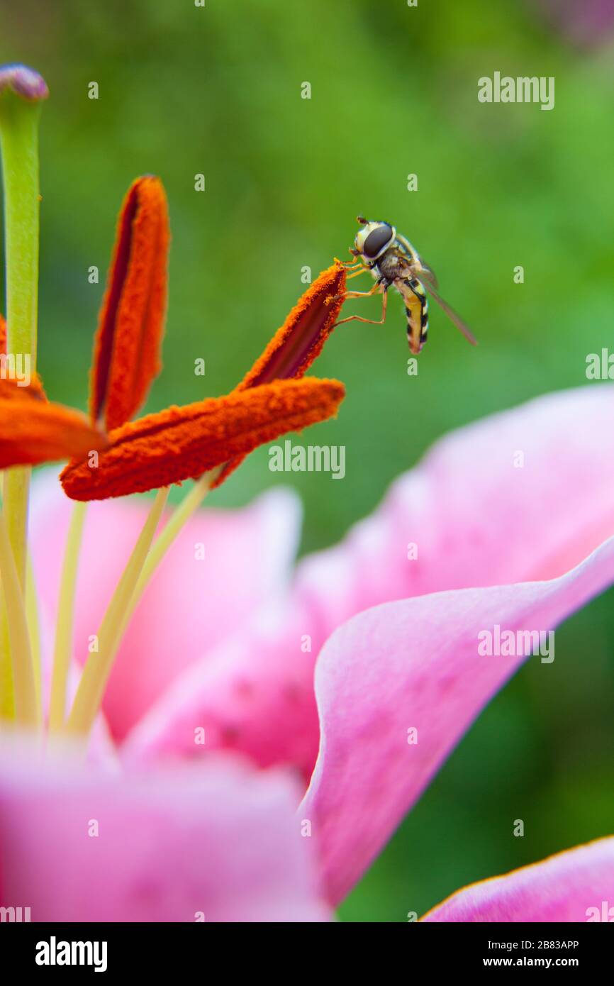 Lily fly hi-res stock photography and images - Alamy