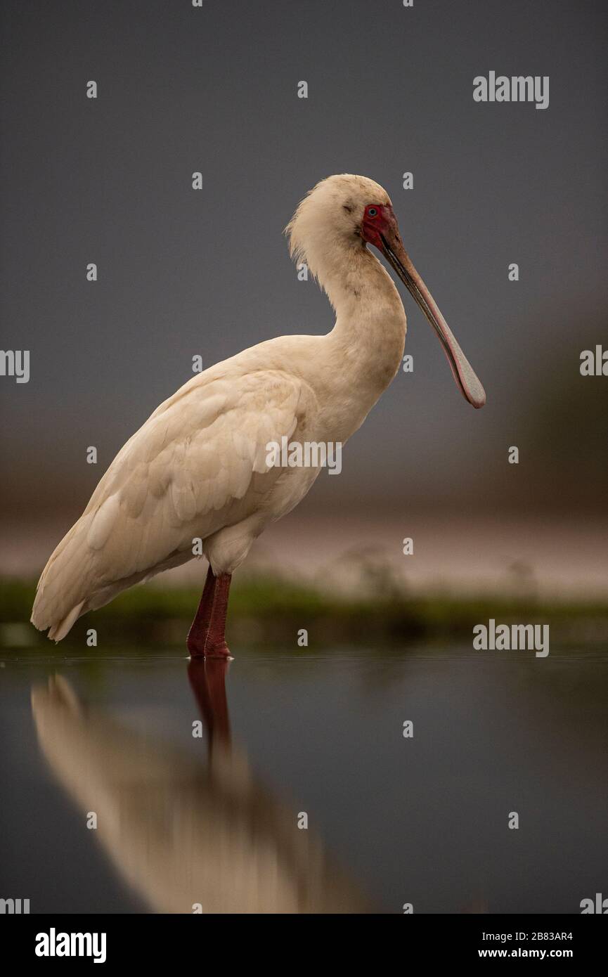 Spoon bill africa hi-res stock photography and images - Alamy