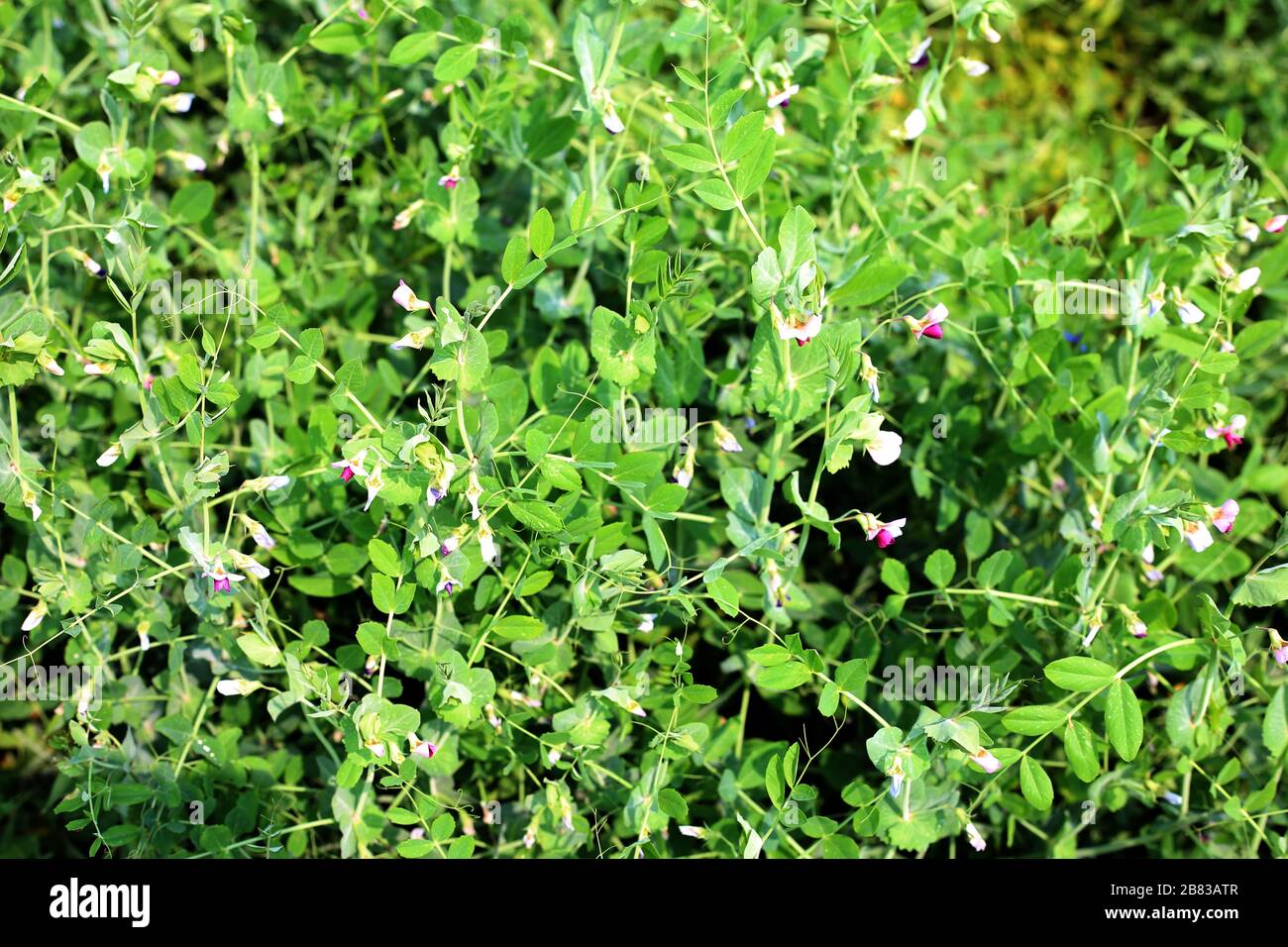 The green Pea field and flower in bright day Stock Photo - Alamy