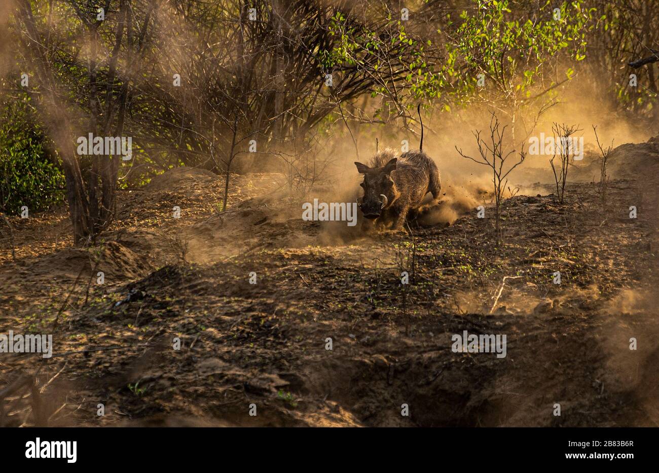 Running warthog hi-res stock photography and images - Alamy