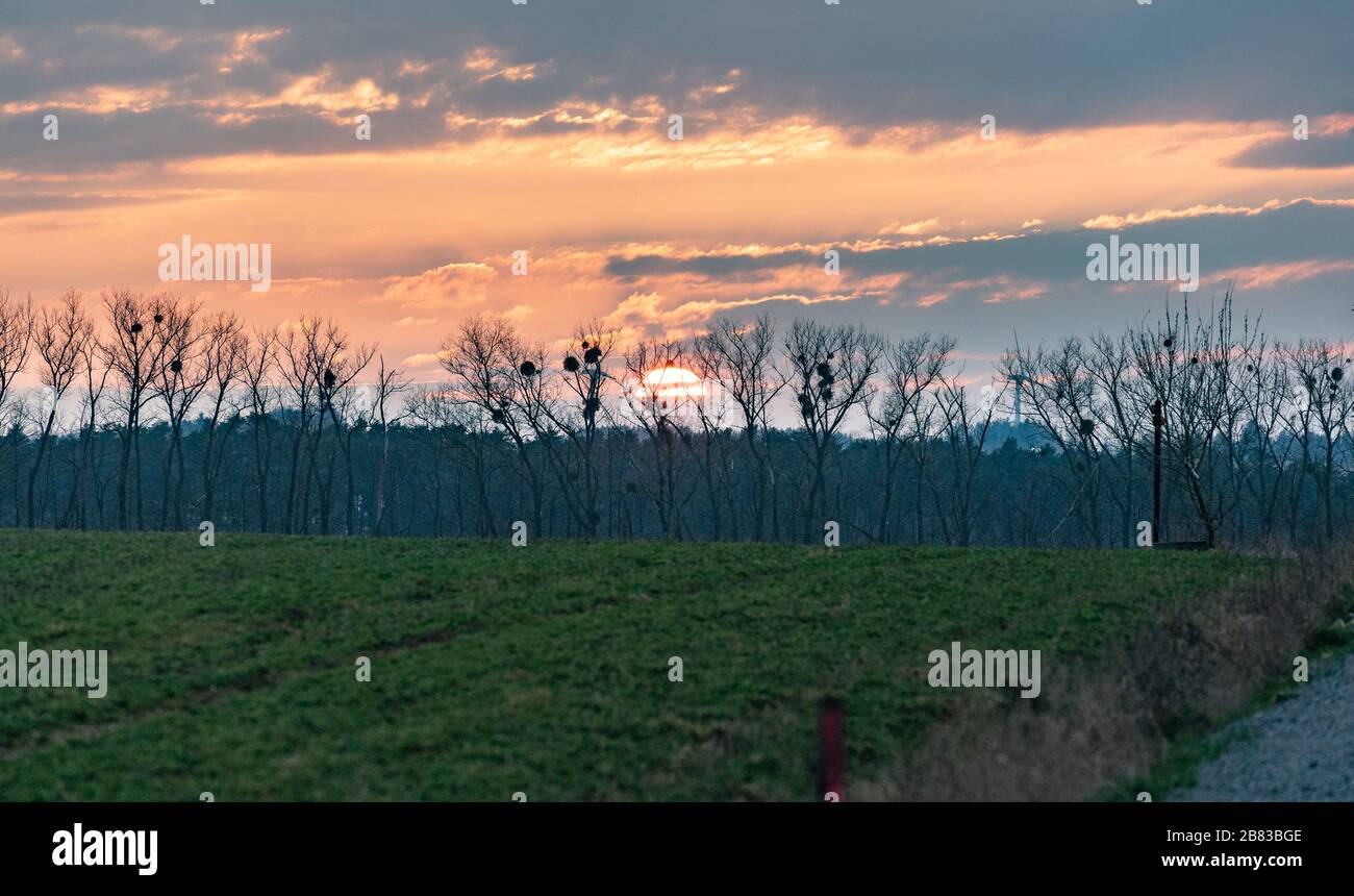 Setting sun above line of trees with mistletoe and field Stock Photo ...
