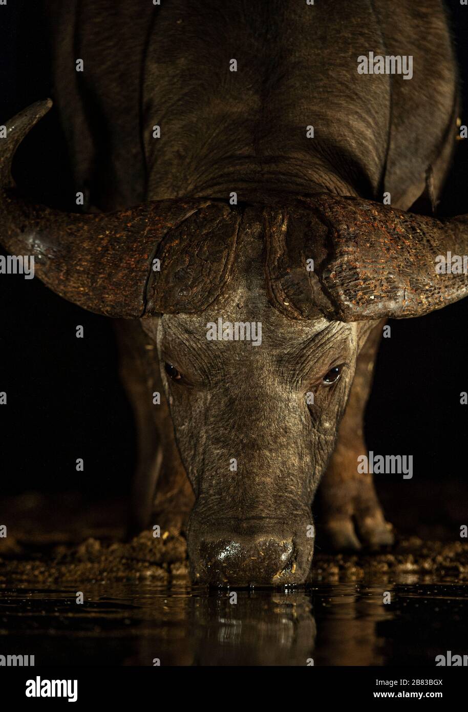 Cape wildlife hi-res stock photography and images - Alamy