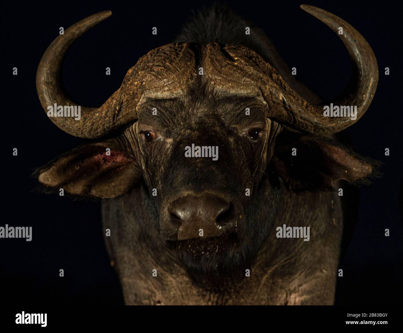 Cape wildlife hi-res stock photography and images - Alamy