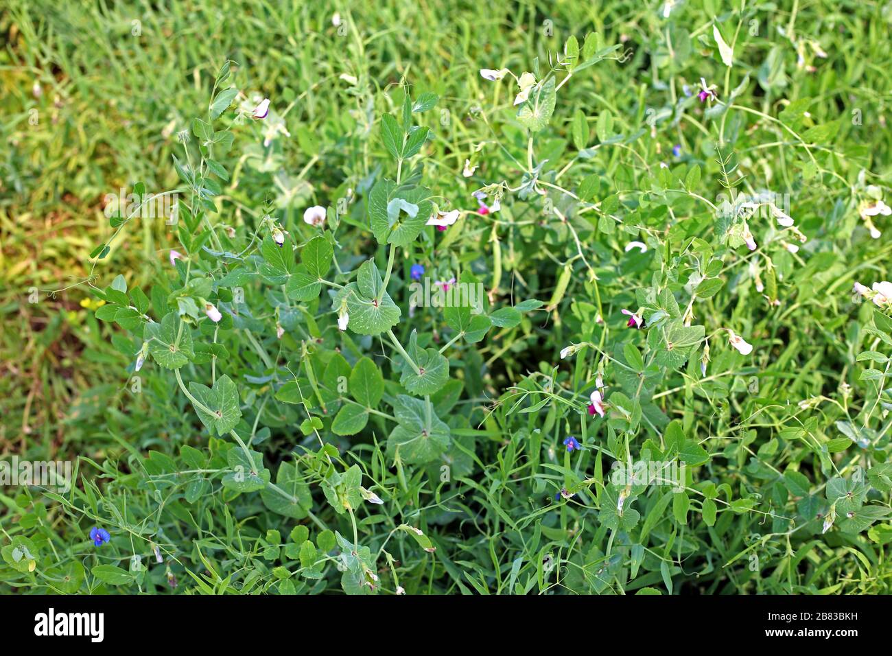 Growing peas sticks garden hi-res stock photography and images - Alamy