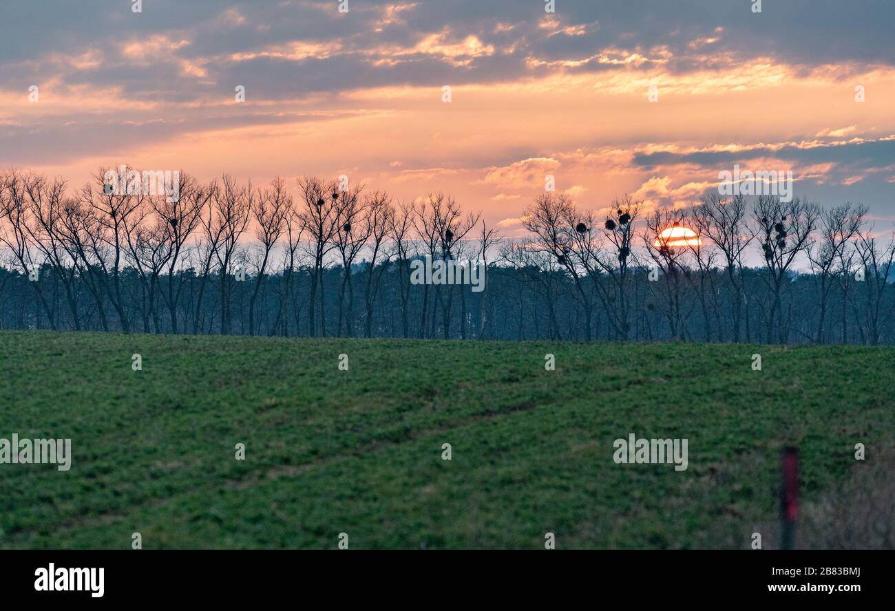 Setting sun above line of trees with mistletoe and field Stock Photo ...
