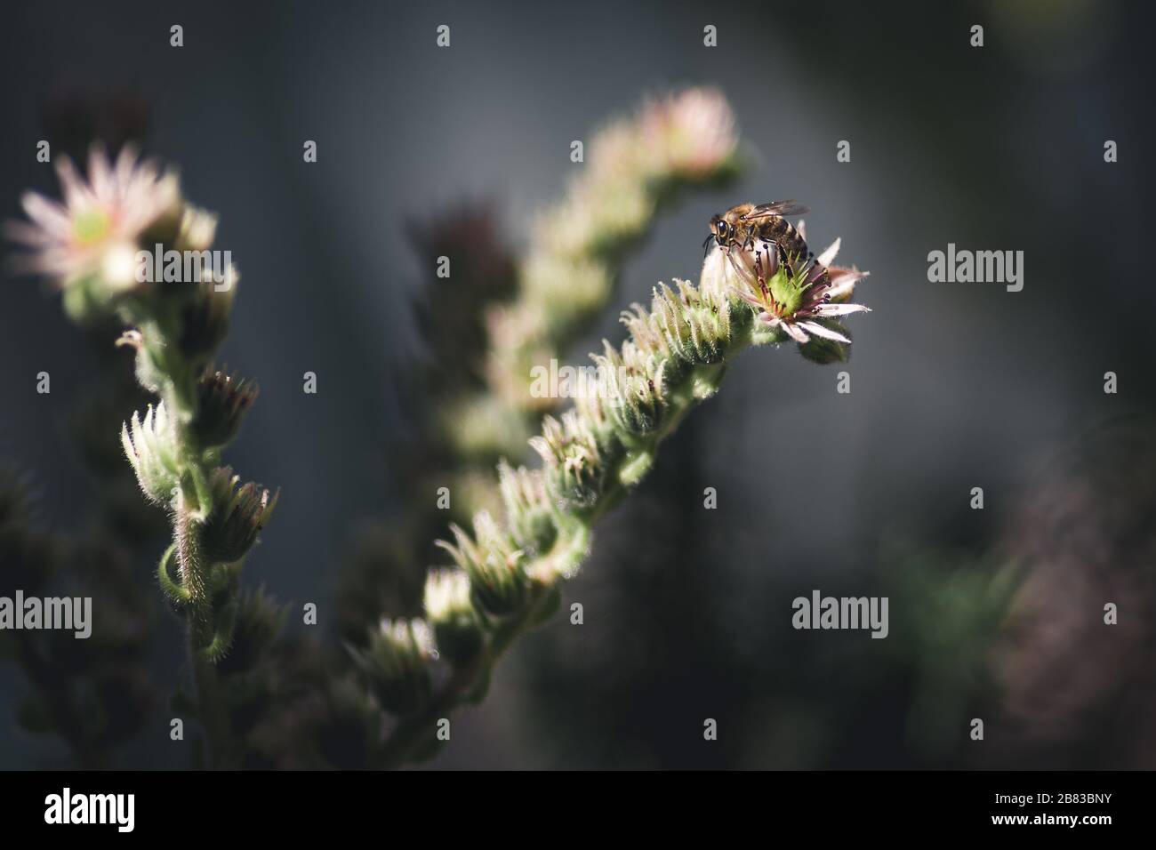 Common Honey Bee on flower (Houseleek Stock Photo - Alamy