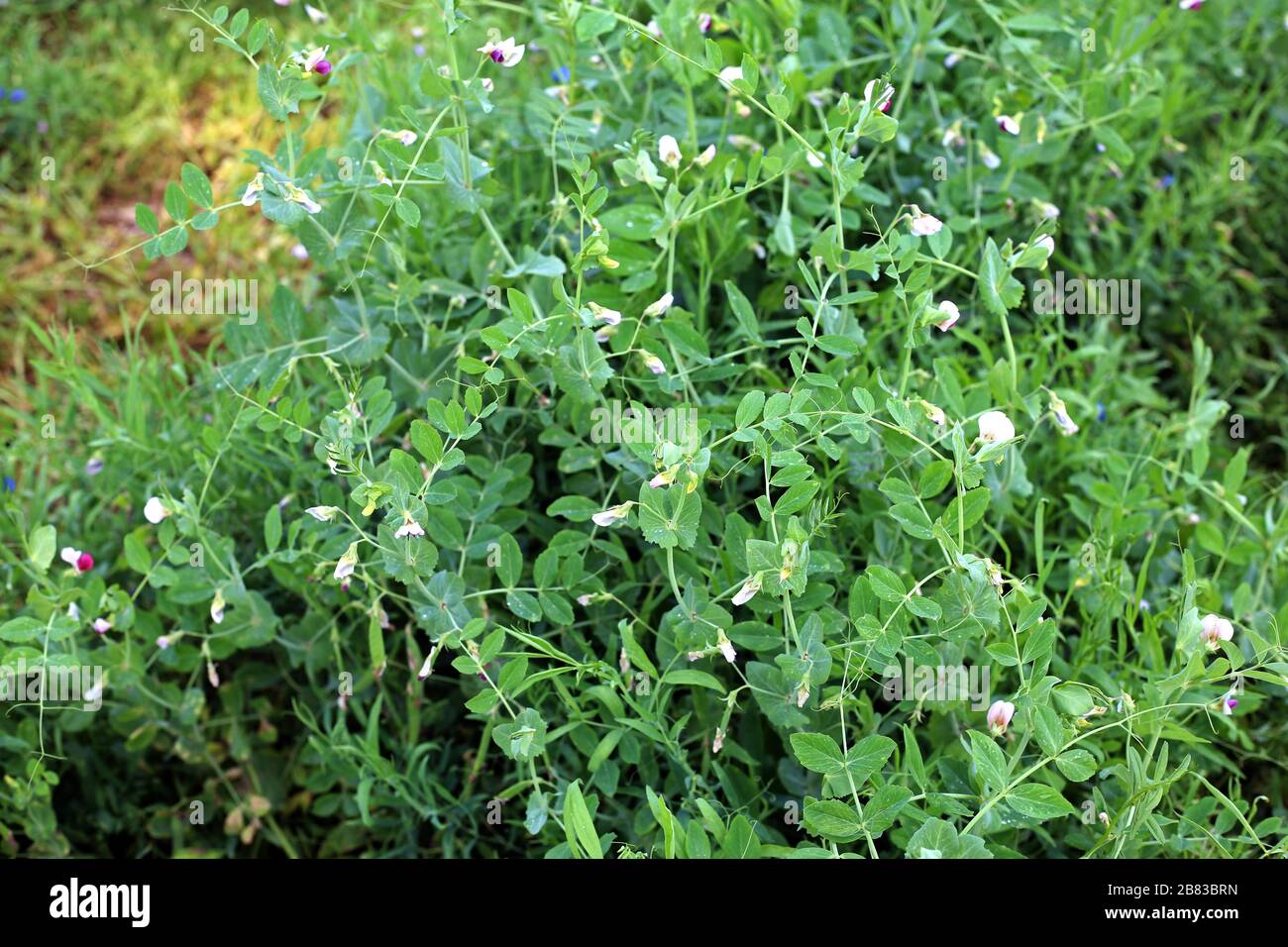 Types of peas hi-res stock photography and images - Alamy