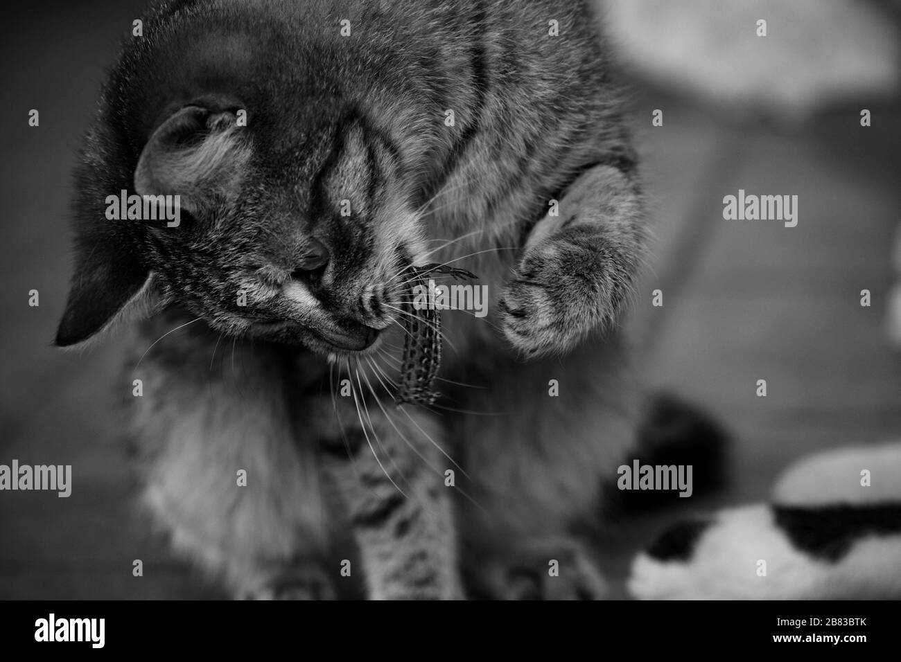 Law of nature hi-res stock photography and images - Alamy