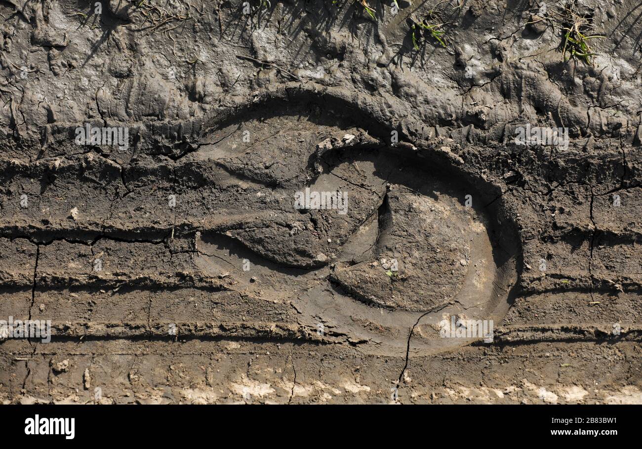 Hoof print horseshoe horse hoof Stock Photo - Alamy