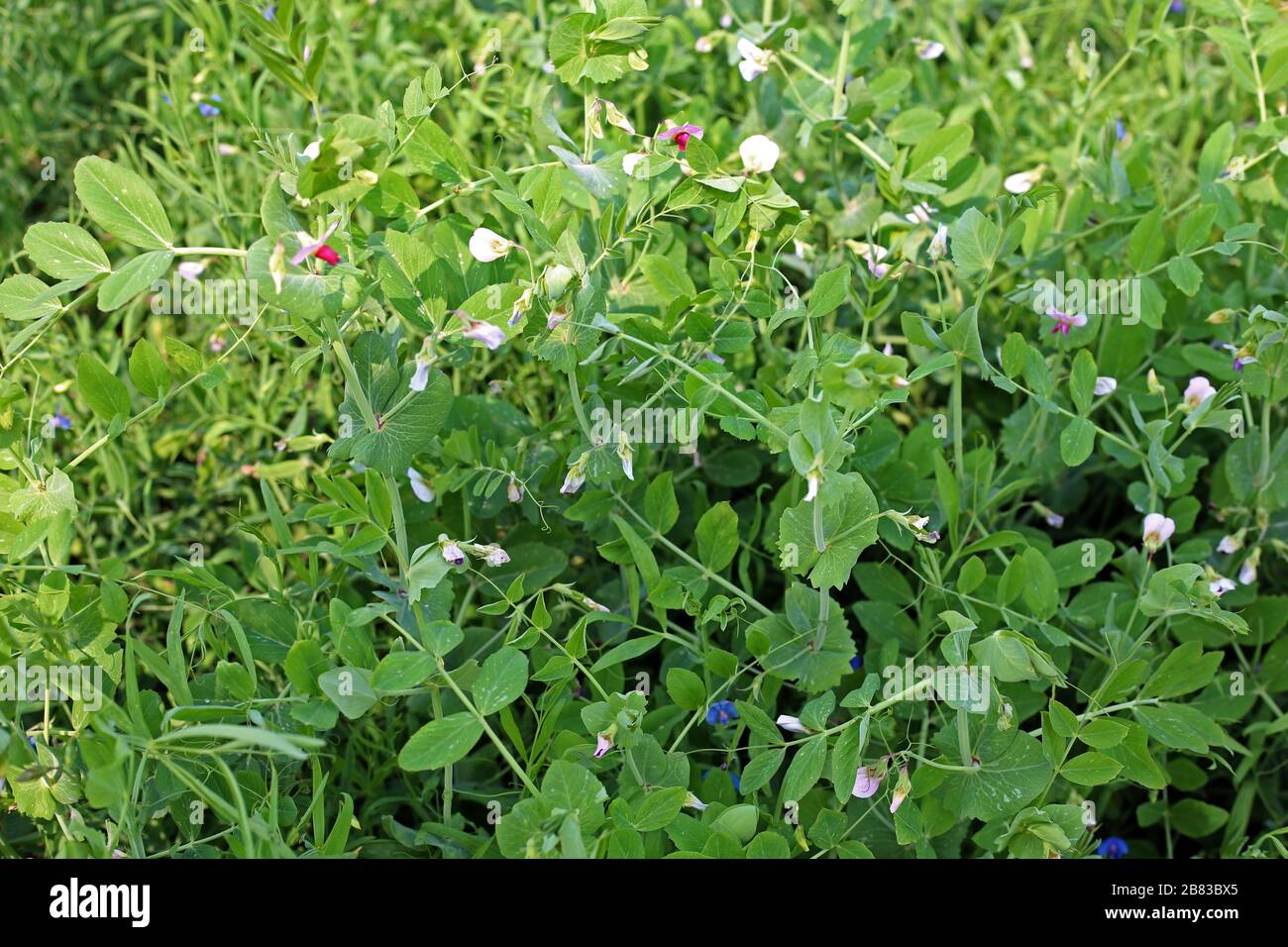 Pea co hi-res stock photography and images - Alamy