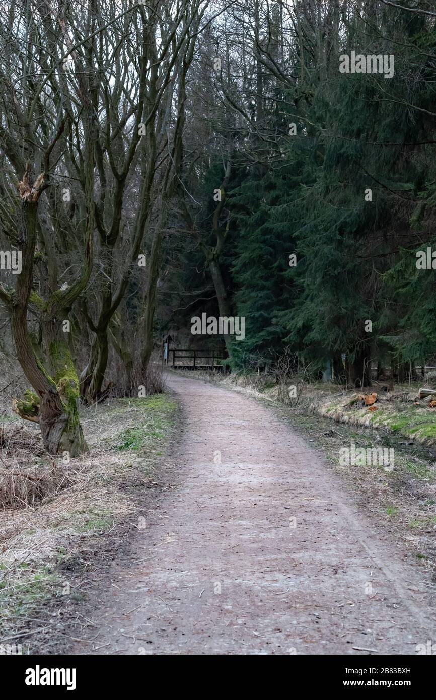 The earthen path and small bridge between deciduous and coniferous ...