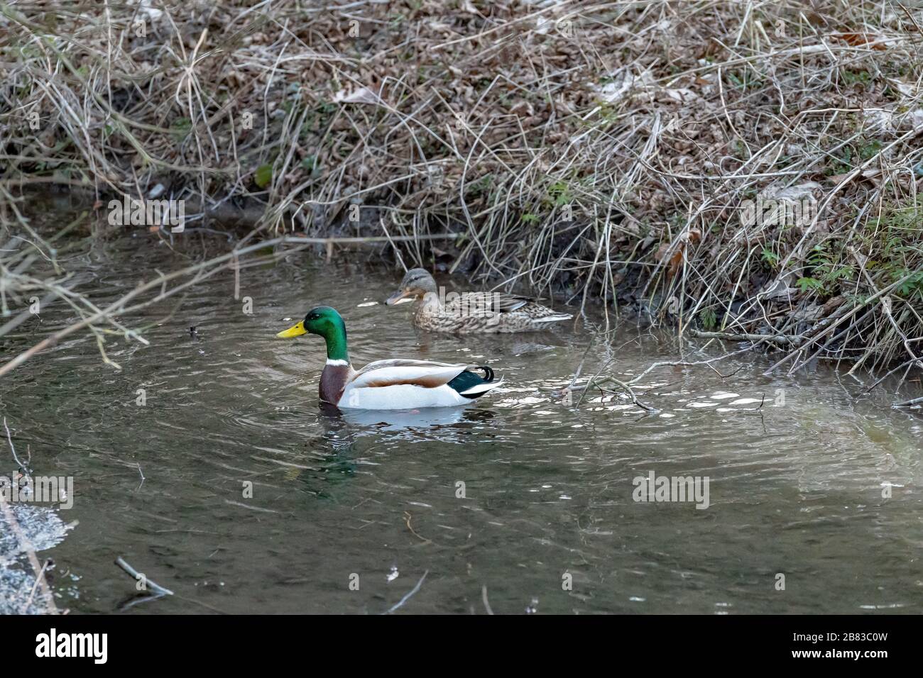 Drake river hi-res stock photography and images - Alamy