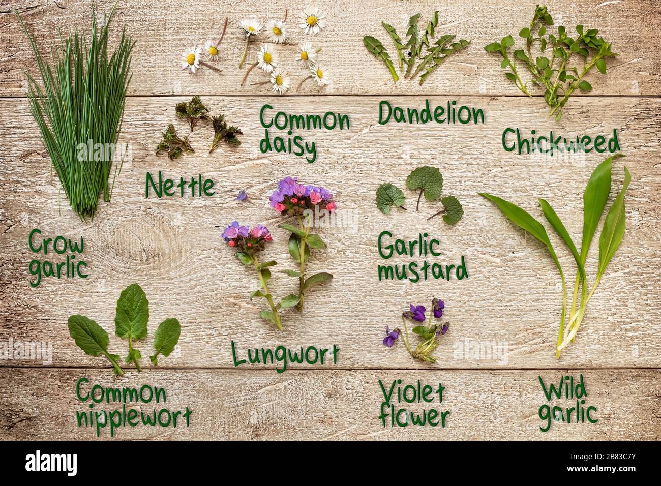 Common Edible Plants