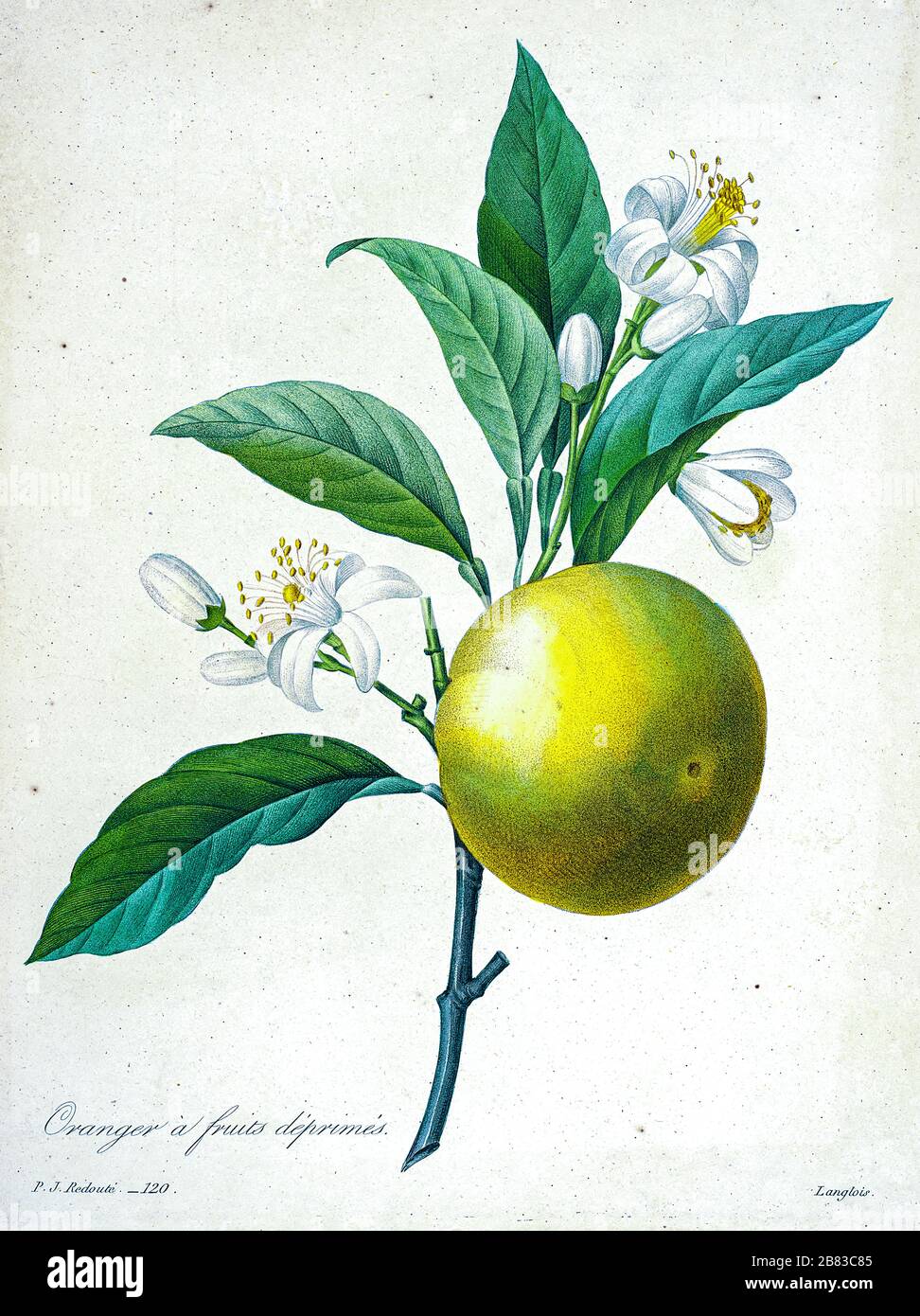 Orange Blossom Botanical Illustration