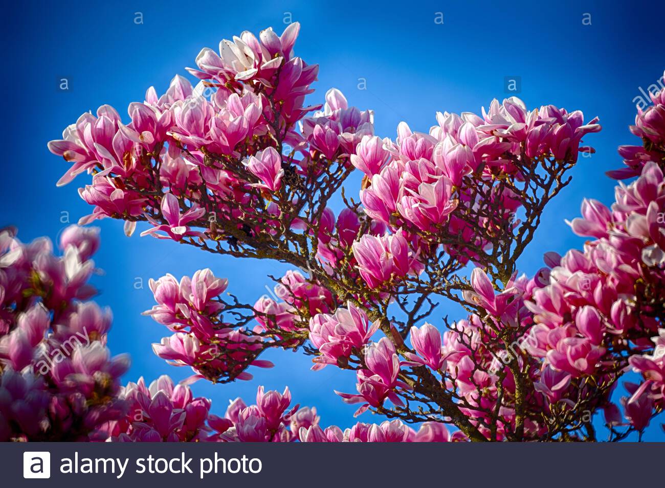 Magnolia Tree Full Bloom High Resolution Stock Photography and Images ...