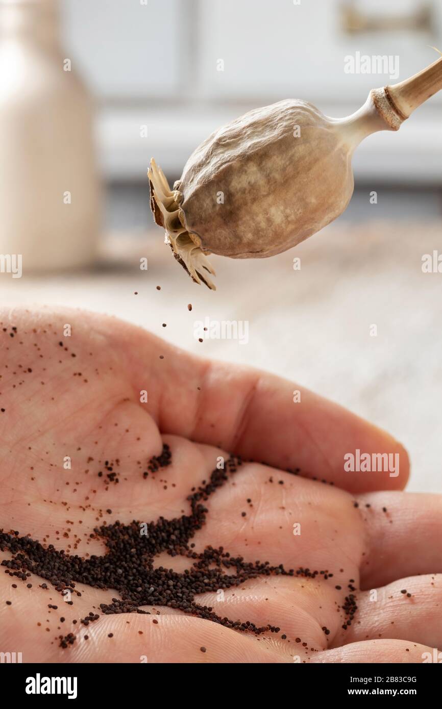 Poppy seeds falling out of the capsule into a palm Stock Photo - Alamy