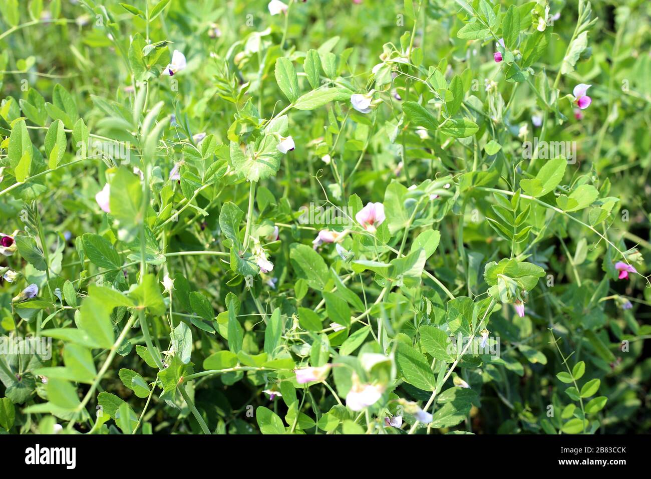 Garden pea hi-res stock photography and images - Alamy