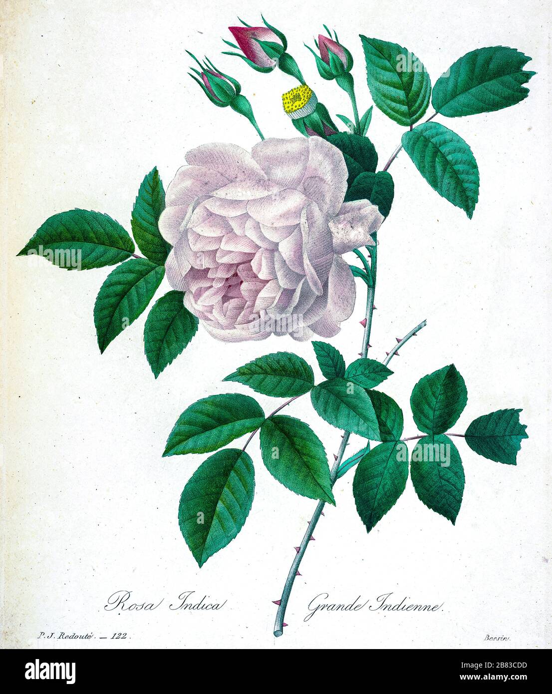 Illustration rosa indica hi-res stock photography and images - Alamy