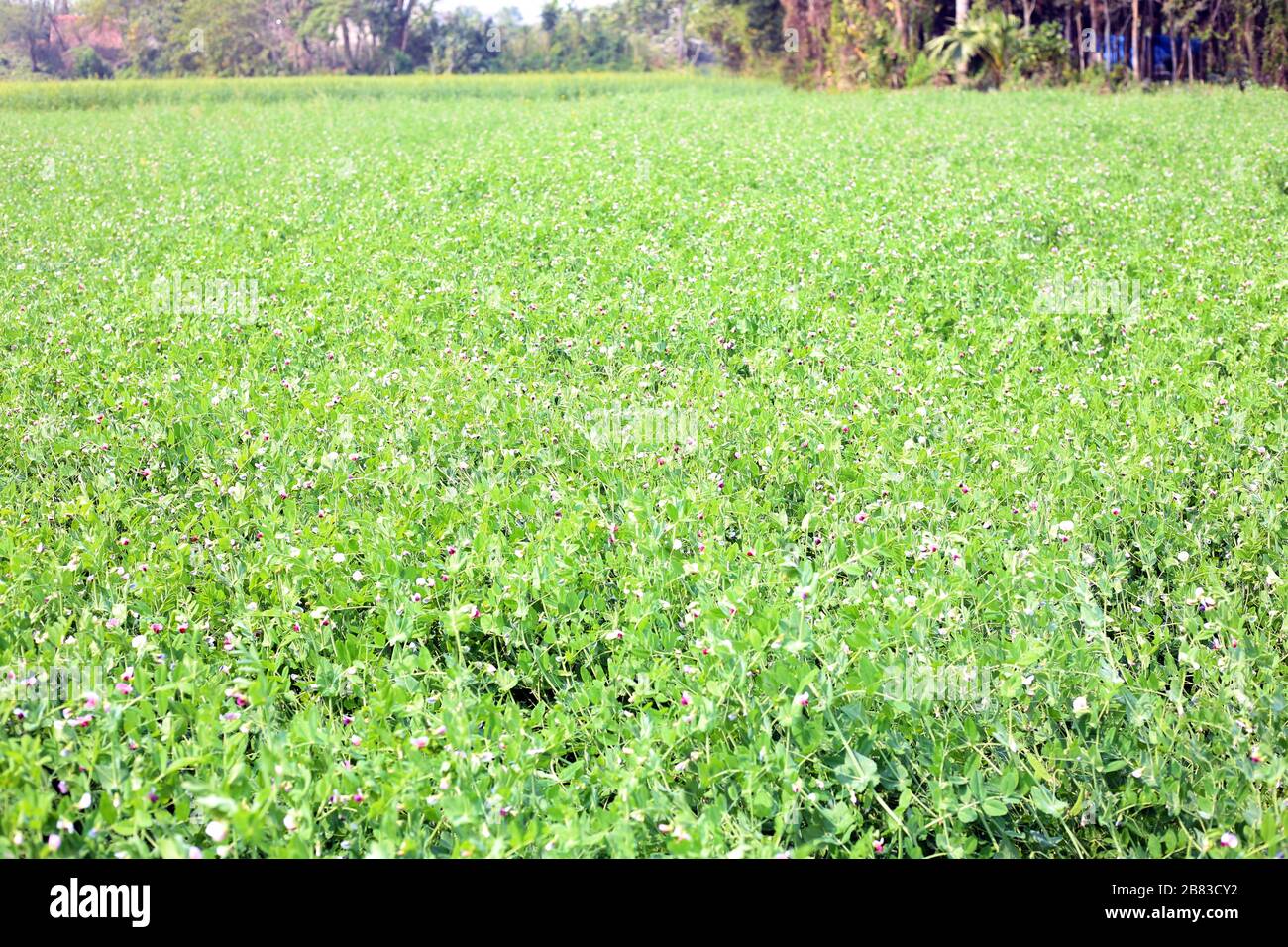 Village pea field hi-res stock photography and images - Alamy