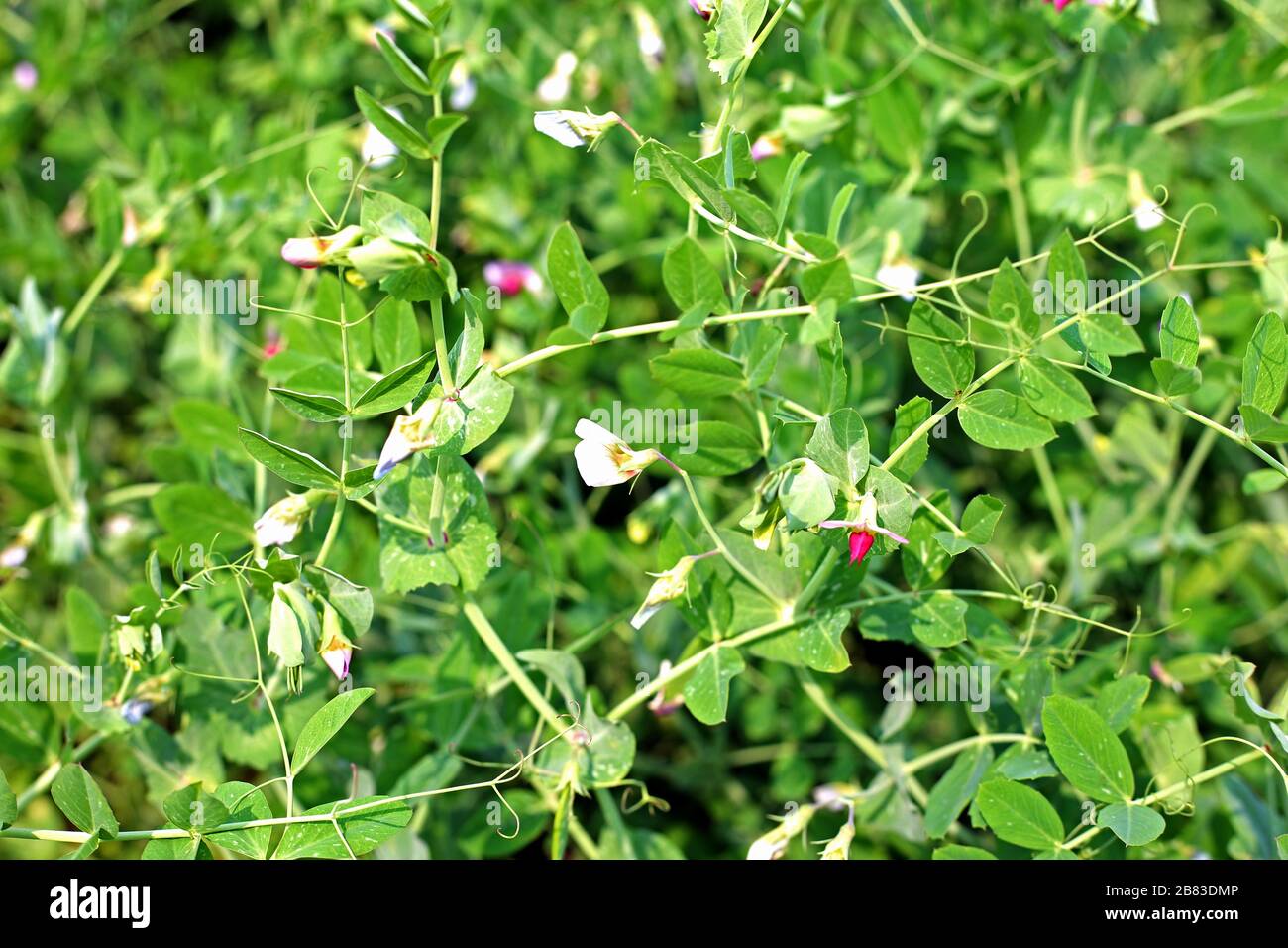 Pea tree hi-res stock photography and images - Alamy