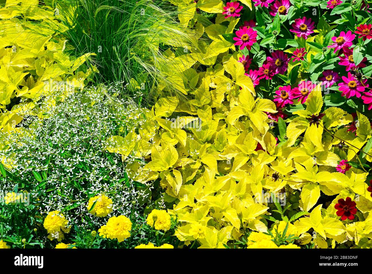 Wide picture spring flowers in flowerbed Stock Photo - Alamy