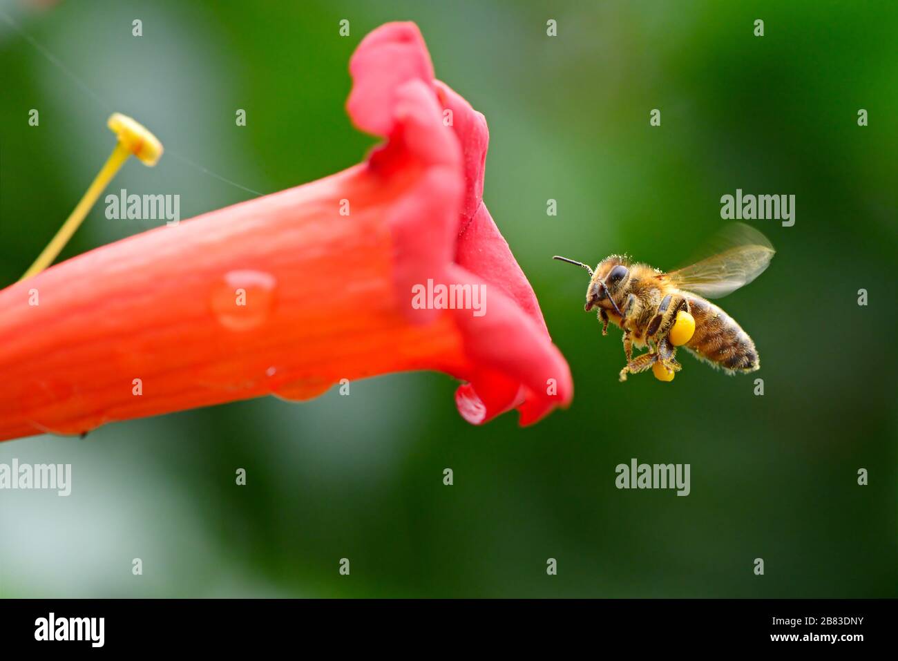 Flying bee hi-res stock photography and images - Alamy