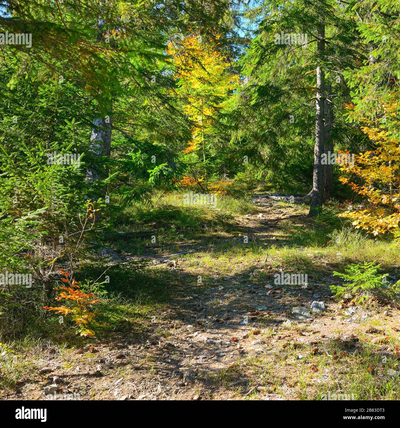 Coniferous and deciduous trees in bright autumn forest. Fall landscape ...
