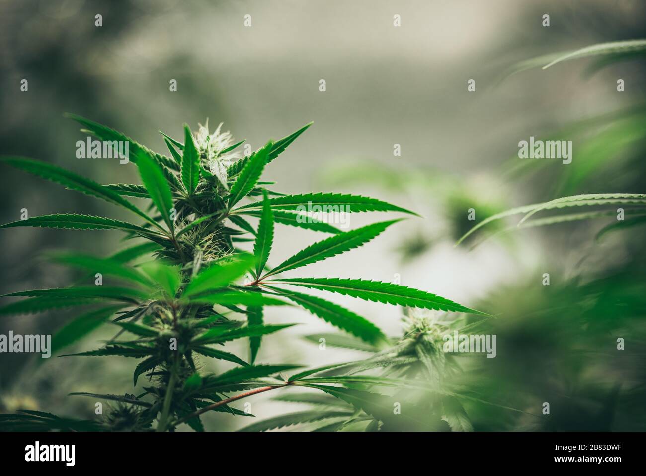 Growing cannabis indoors, hemp cultivation technique. Growing pot in groutent. Vegetative stage ...