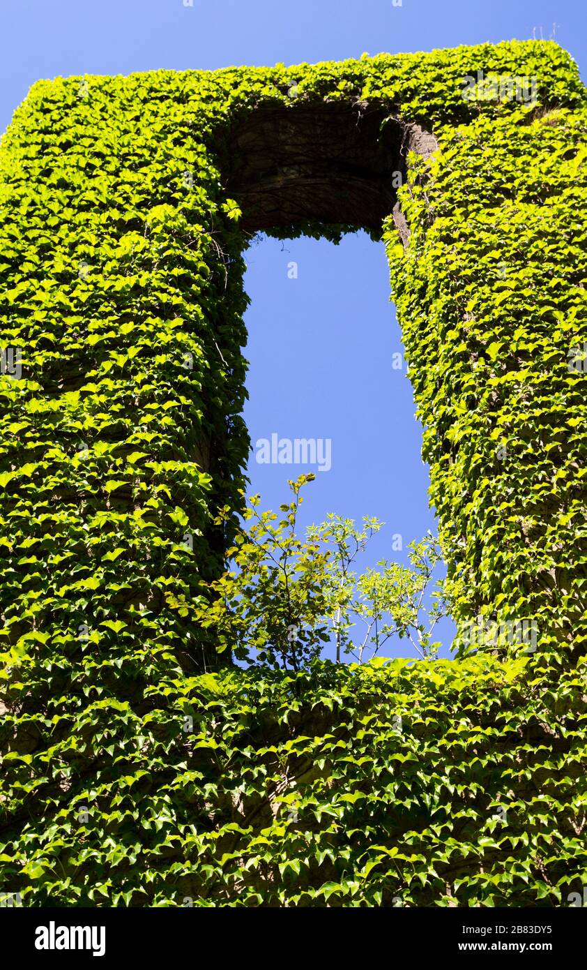 The photo shows an ivy-covered building in sunlight with a blue sky ...