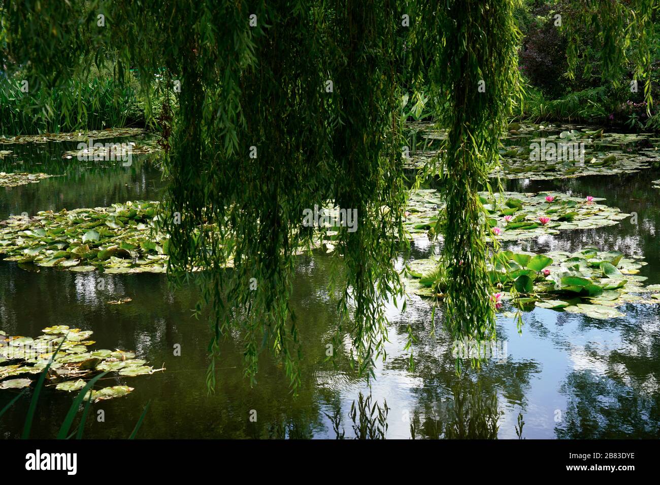 Monets water lily pond hi-res stock photography and images - Alamy